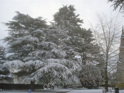 Photo 6x4 Cedar trees at Malvern Priory Great Malvern There are several ...