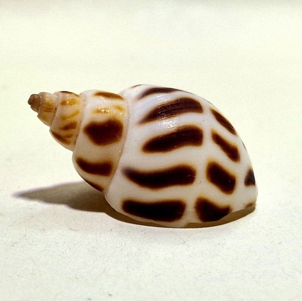 3x Spare empty shells seashells for hermit crabs - see pics for size ...