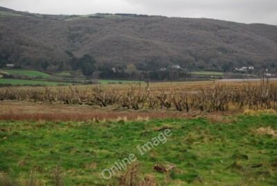 Photo 6x4 Dead trees, the marsh, Porlock Weir Bossington/SS8947 This ...