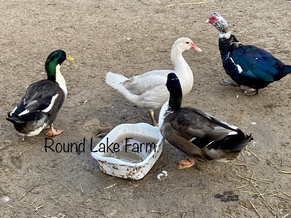 4 Fresh And Fertilized Domestic Barnyard Mix Duck Hatching Eggs | eBay