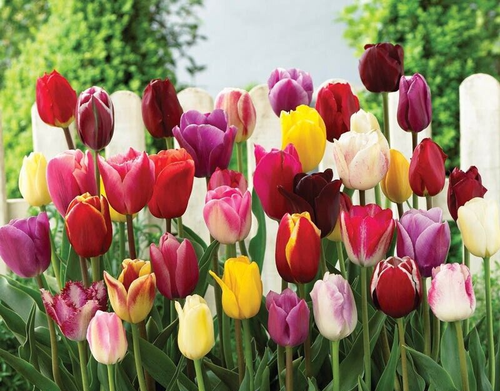 25 Tulips Rainbow Flower Bulbs Mixed Perennial Tulip Bulb Fall Plant ...