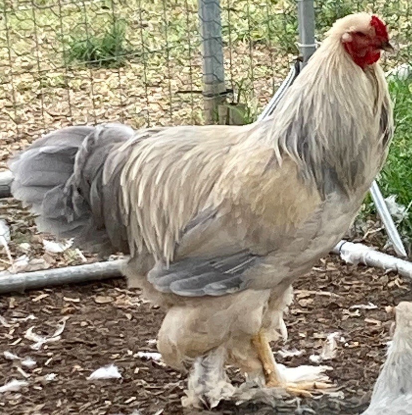 6+ Isabella Brahma Hatching Eggs | eBay