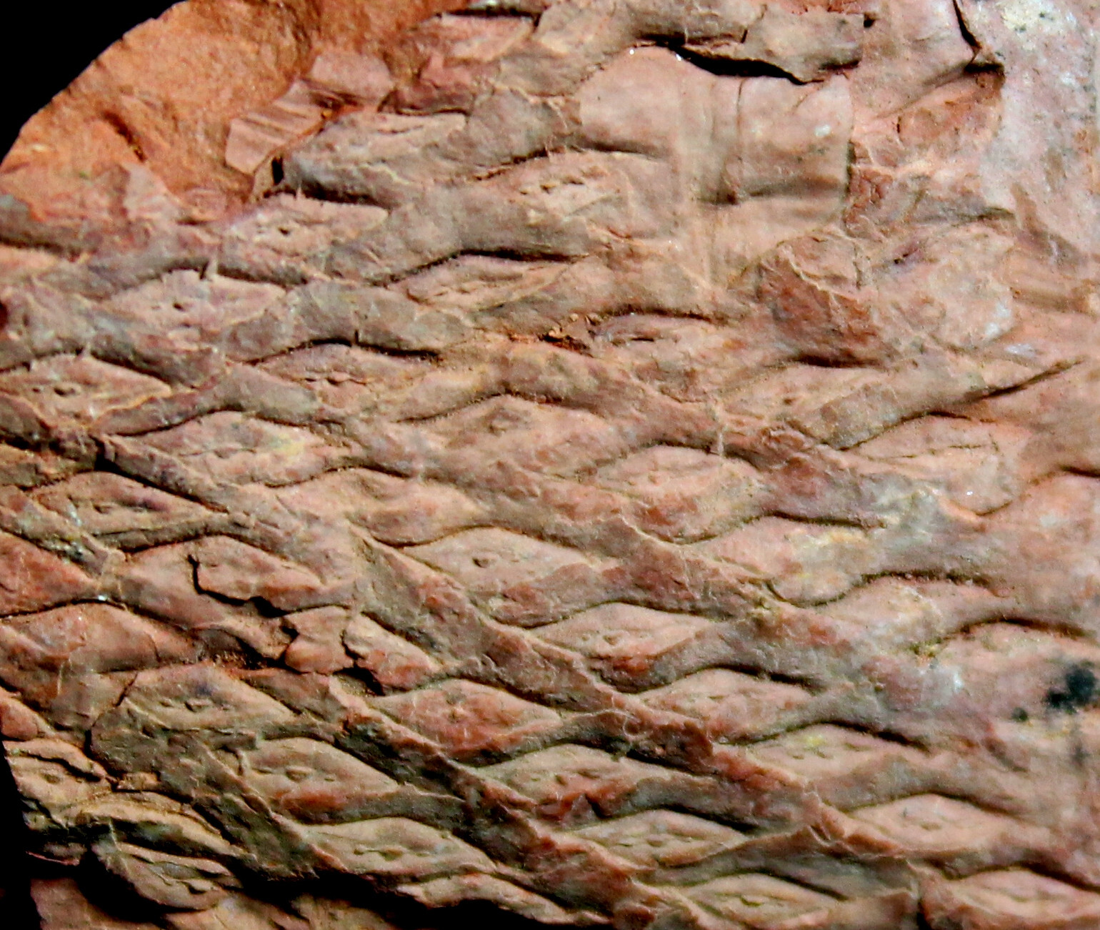 Lepidophloios - Rare Lycopod fossil bark | eBay