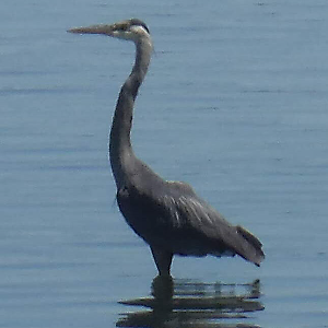 Dumas Bay Enterprises | eBay Stores