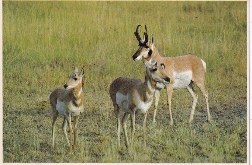 Vintage Pronghorn Antelope Unused Postcard The Continental Card | eBay