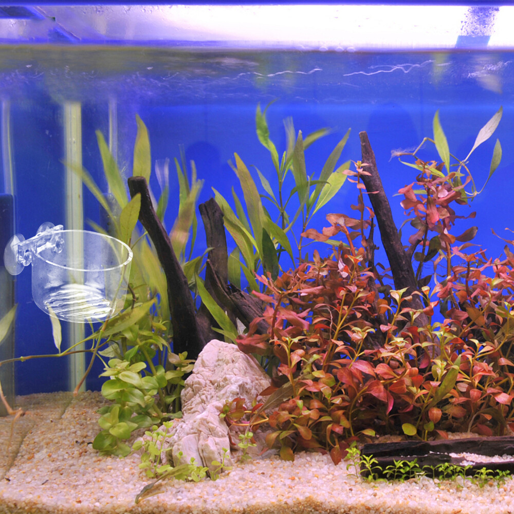 2 Pcs Fish and Shrimp Feeder Food Bowl Round Clear Tray Plate Gecko ...