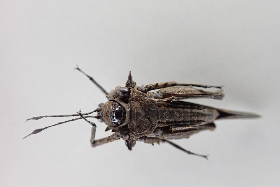 MA1440. Insects, butterflies: Orthoptera sp. Sabah, Malaysia ...