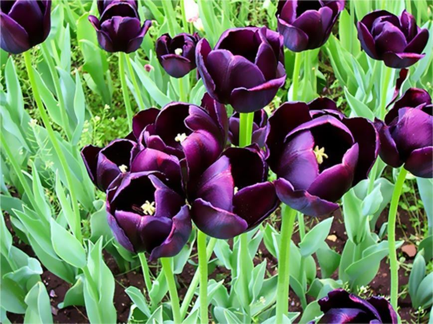 Dark Purple Tulip Tulip Bulbs Black Hero Lateflowering Peony Tulip!