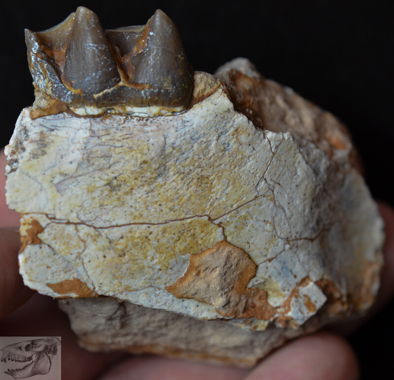 Hyracodon Jaw Section Fossil, South Dakota Badlands, Oligocene, R920 | eBay