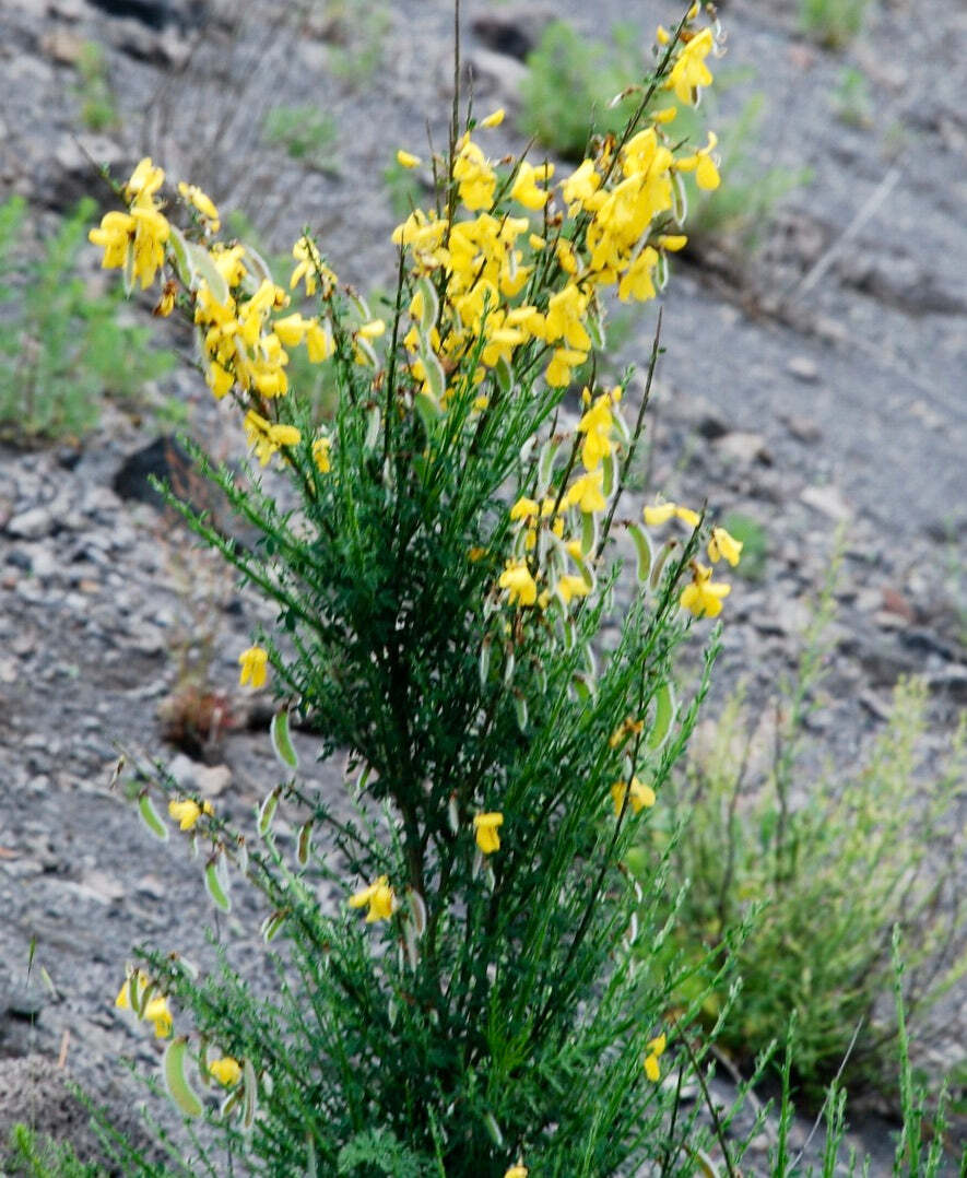 Cytisus scoparius var. vesuvianum (from VESUVIO Vulcano) 50-80cm ...