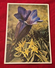 WW2 WWII German 1938 Nazi Propaganda Flower Postcard W Hitler Birthday ...