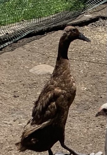2 + Black , Chocolate , Penciled & White Fertile Indian Runner Duck ...