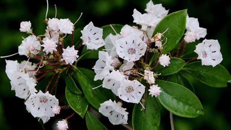 New England Mountain Laurel starts (4-pack), bare root, wild-grown, 1-2 ...