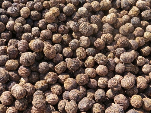 Black Walnuts in Shell 9-10 lbs. Full Box ,Eat & Bake ,Squirrel Food ...