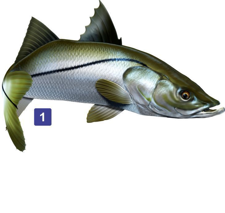 Snook Beautiful Vinyl Sticker Fish Decals for Boat Car Vehicle Truck ...