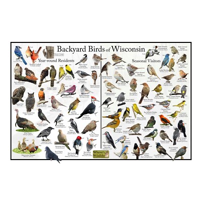 Backyard Birds of Wisconsin Bird Identification Nature Poster / Bird ID ...