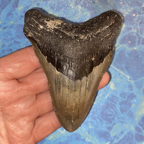 MEGALODON SHARK TOOTH 4.33” HUGE TEETH MEG SCUBA DIVER DIRECT FOSSIL NC ...