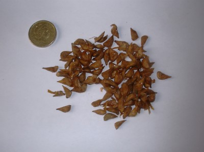 Cedar of Lebanon, Cedrus Libani, Evergreen Coniferous Tree Seeds. | eBay UK