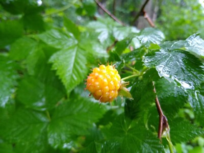5 Salmonberry Root Cuttings LIVE PLANTS Rhizomes Natural Organic | eBay