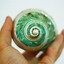 Natural Green Turban Shell Conch Coral Sea Snail Home Fish Tank Decor ...