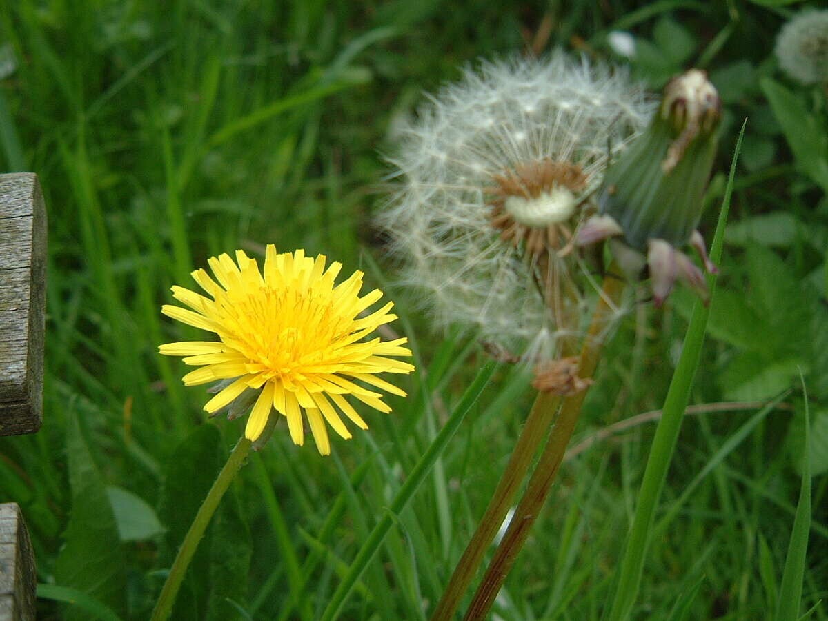 Taraxacum Officinale Seeds Dandelion Plantlife