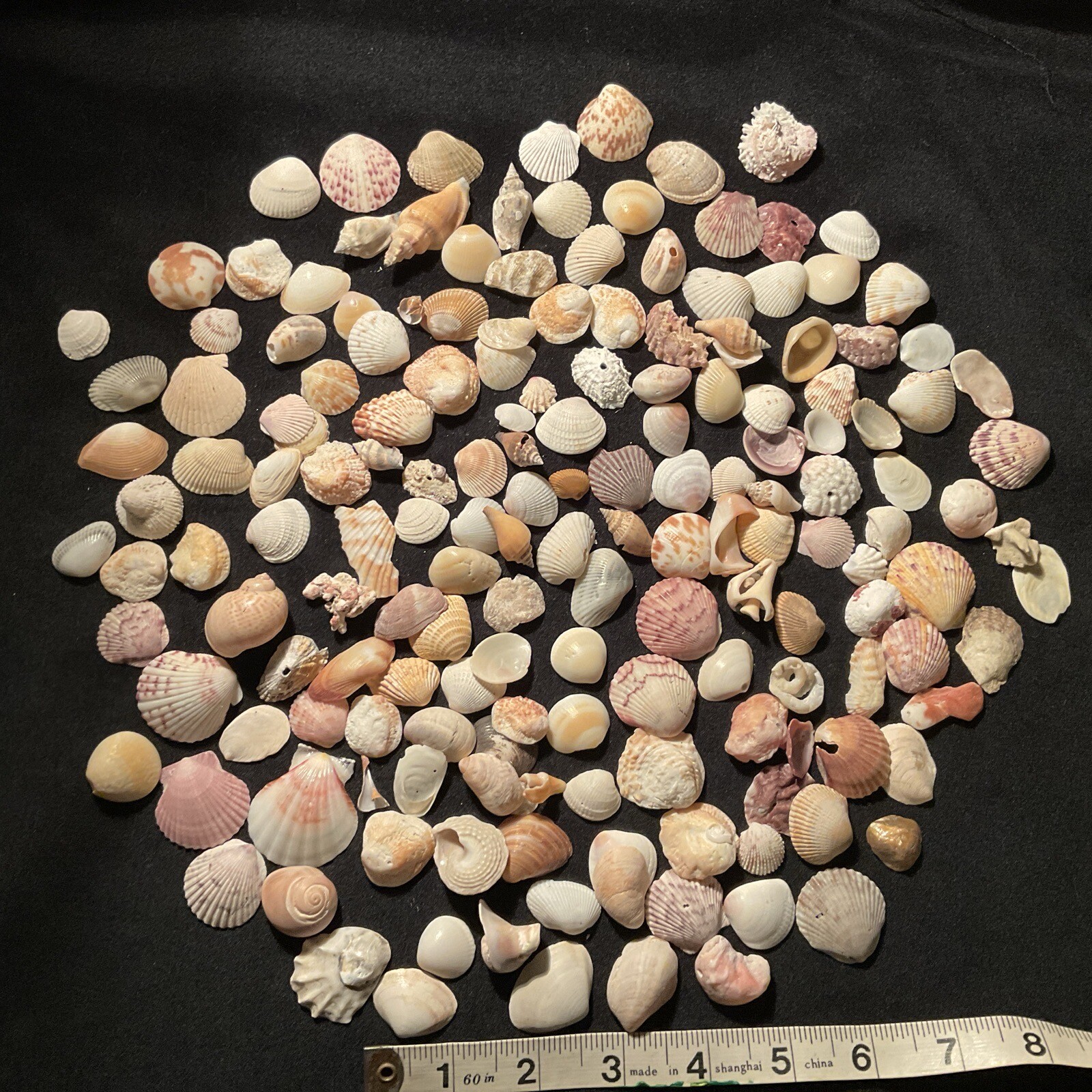 Small Sea Shells & Sand Dollar Lot For Crafts, Decor, Weddings 1 Lb | eBay