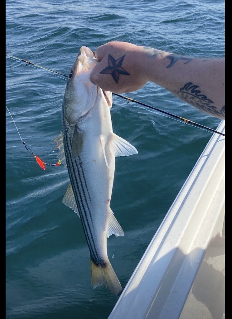 Striped Bass Rigs Tandem Trolling (4) - 6/0 Inline Circle Hooks Beads ...