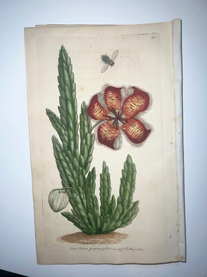 Carrion Flower - 1783 RARE SHAW & NODDER Hand Colored Copper Engraving ...