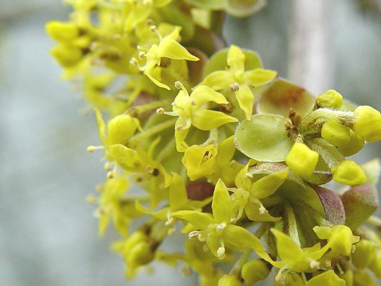 Corniolo "Cornus mas" pianta in vaso h 50/70 cm | eBay