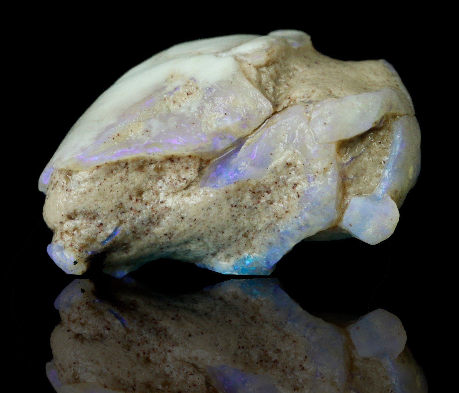 17.25 MM OPALISED GASTROPOD VIVIPARID SNAIL FOSSIL LIGHTNING RIDGE ...