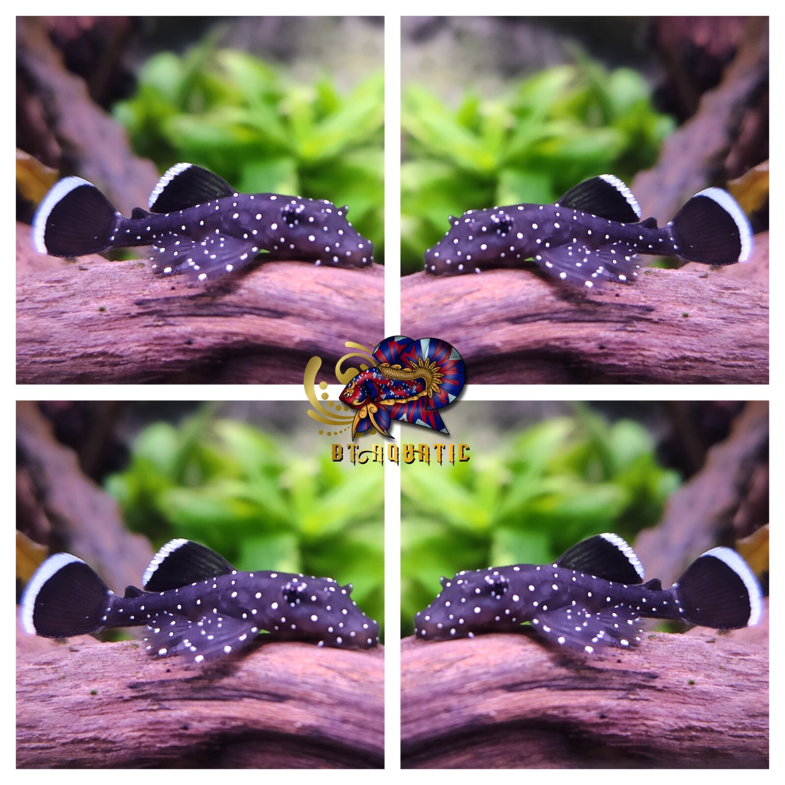 Pack of 2 L183 Starlight Bristlenose Live Pleco (Size 2.5+cm) - High ...