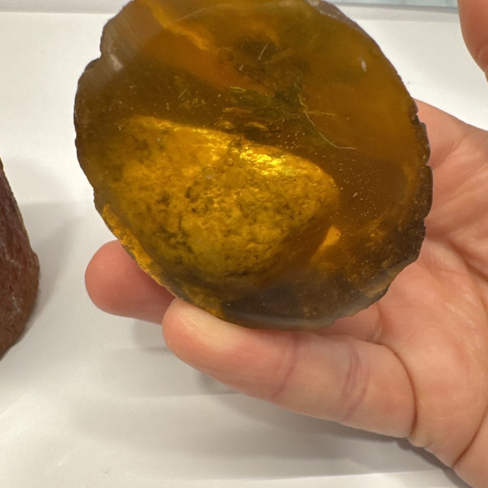 Set Of 2 Tree Trunk Amber Encased Fossils with Rock & Bug And Crayfish ...