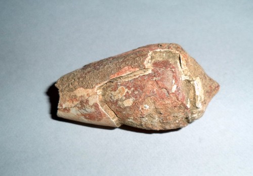 Olive Fossil Sea Shells from Cakran, Albania. 55 mm. | eBay