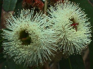 Eucalyptus globulus ssp compacta - Dwarf Tasmanian Blue Gum - 60 Seeds | eBay