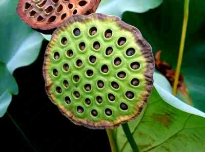 Sacred Lotus Flower Seeds (Nelumbo nucifera) Edible Aquatic Water Lily ...