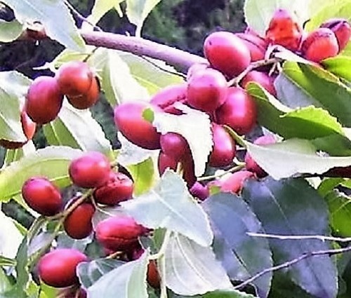 20 RED CHINESE DATE TREE Edible Fruit Jujube Ziziphus Jujuba Yellow ...
