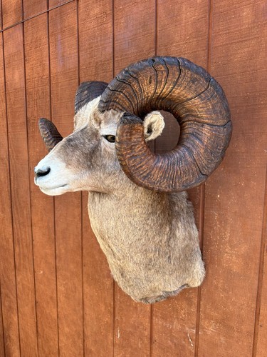 #8 Rocky Mountain Bighorn Bovey Ram Sheep Replica Shoulder mount ...