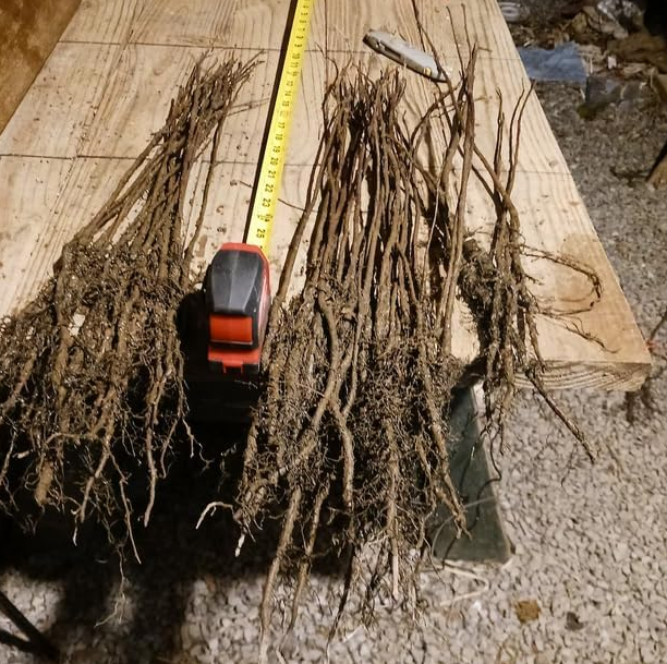 Set 2 Red Maple (Acer Rubrum) Trees Live Plant Bare Roots Dormant 2-3 ...