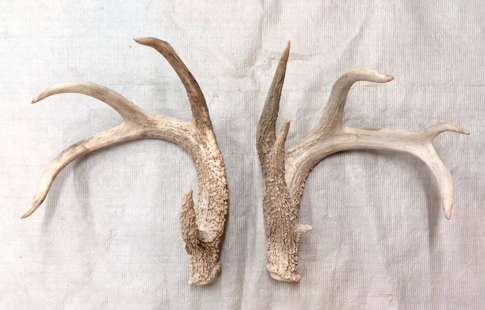 set of real deer antlers crafts antler taxidermy crafting decoration ...
