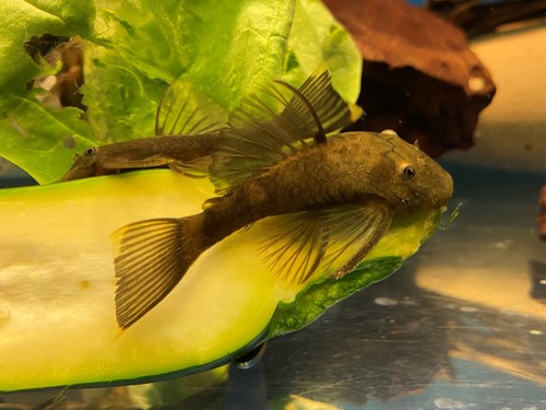 GREEN DRAGON L144 Bristlenose Plecostomus Pleco 1-3/4"+ Limited! LF ...