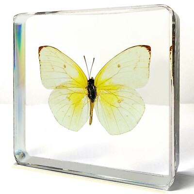 Lemon Emigrant Yellow Butterfly in Resin, Insects in Resin, Catopsilia ...