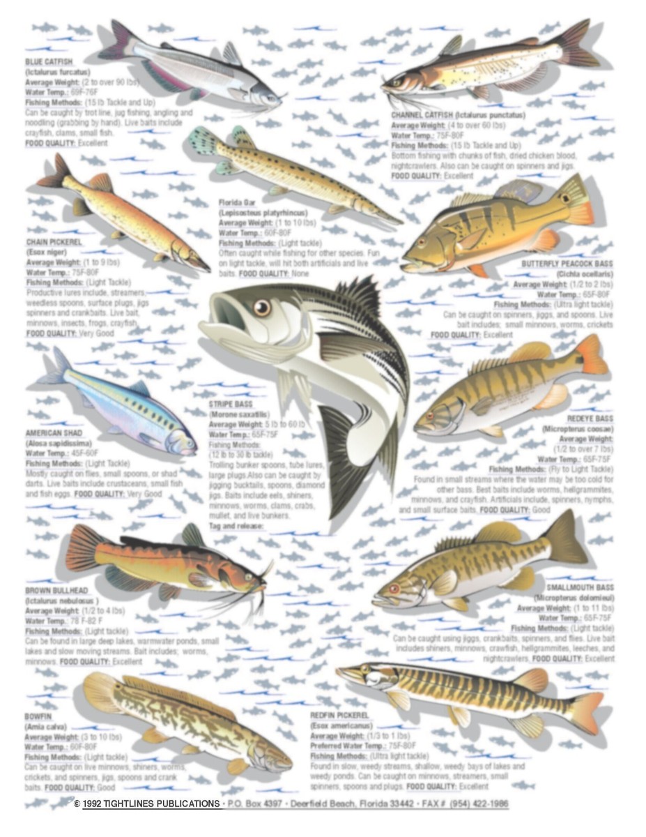 Freshwater Fish Chart Freshwater Fish Identification Guide #3 ...