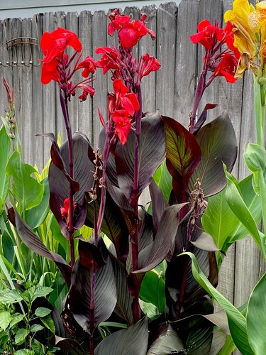 Canna Cleopatra Red (1) Lily Rhizome Bulb Dark Foliage~6ft | eBay