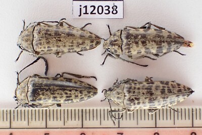 j12038. Insects, Eulichadidae sp. Vietnam Central | eBay