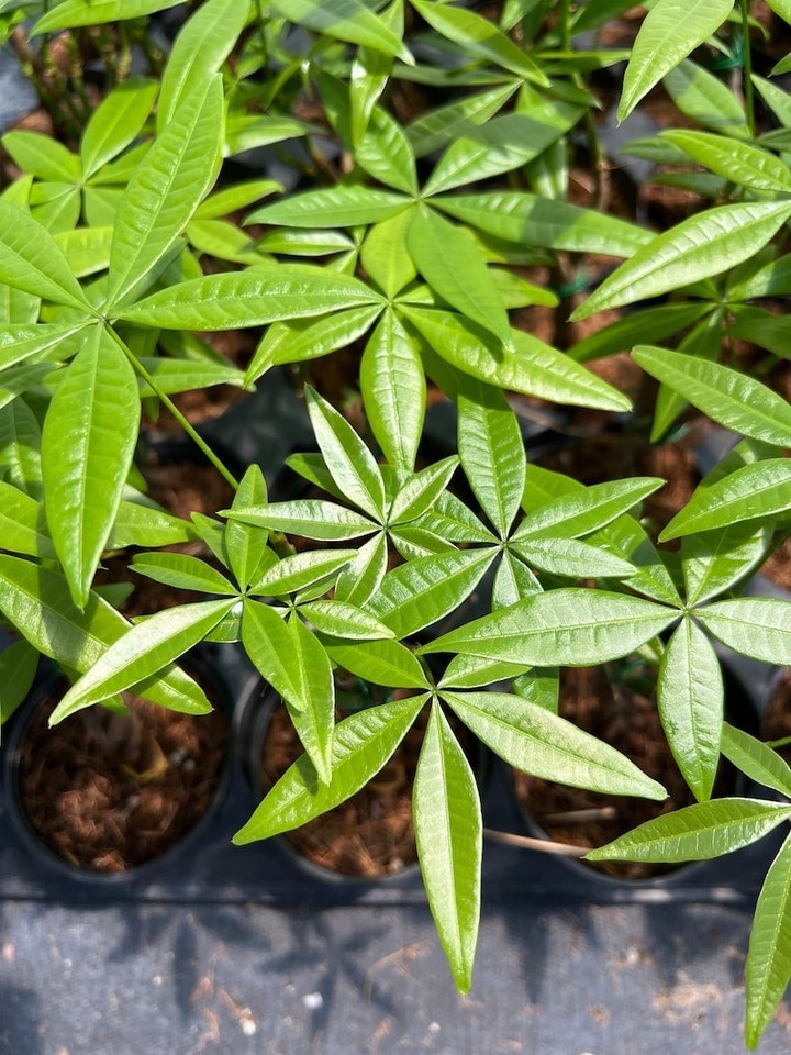 Money Tree Braided | Lucky Plant | Water Chestnut | Indoor & Outdoor ...