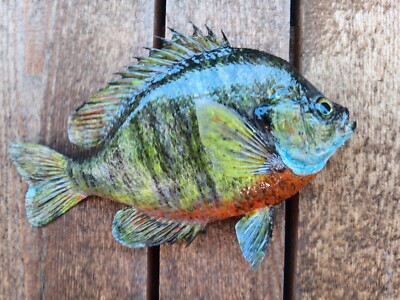 Beautiful New Real Skin 8 Inch Bluegill Sunfish Taxidermy Fish Mount | eBay