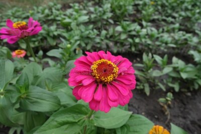 Zinnia Elegans METEOR Reddish-Purple 100 seeds Annual great for cut ...