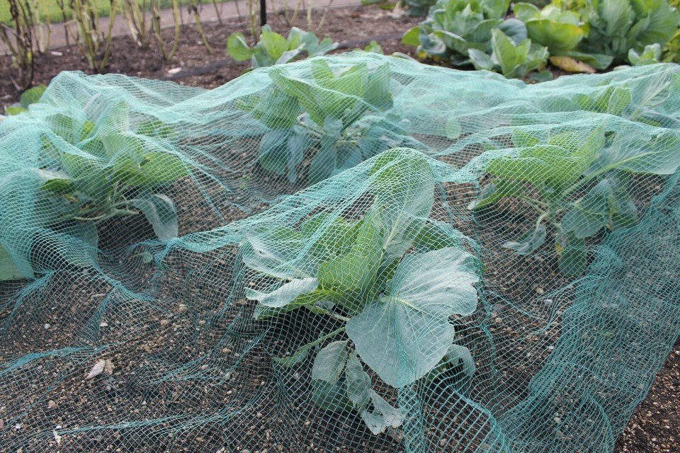 Butterfly Garden Netting Stop Birds and Cabbage Whites Brassica Netting ...