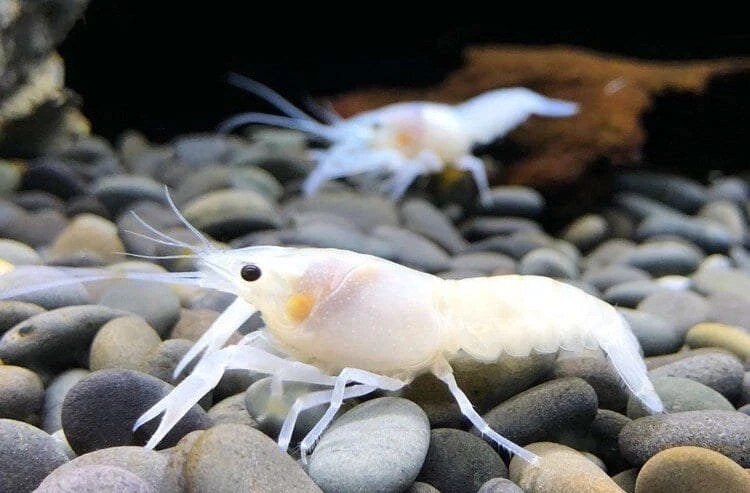 Pet Crayfish