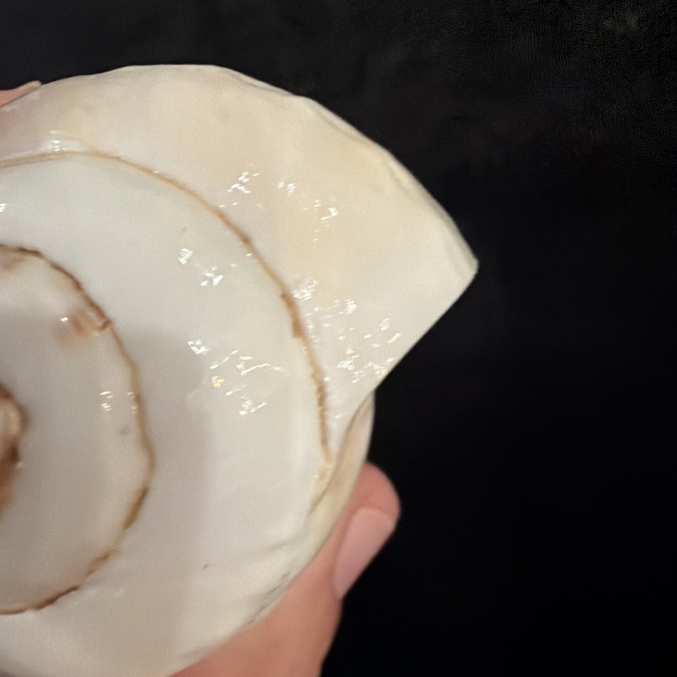 Mixed Seashells Various Types, Strombus, Snails, Etc. No Data (A592) | eBay